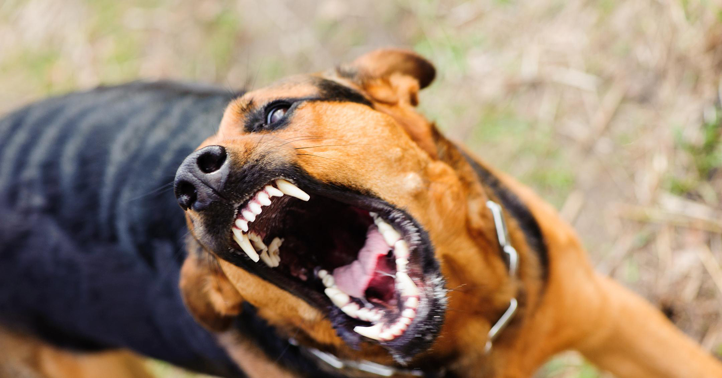 Municipality Cracks Down on Nuisance Dogs - Dominion GovLaw LLP